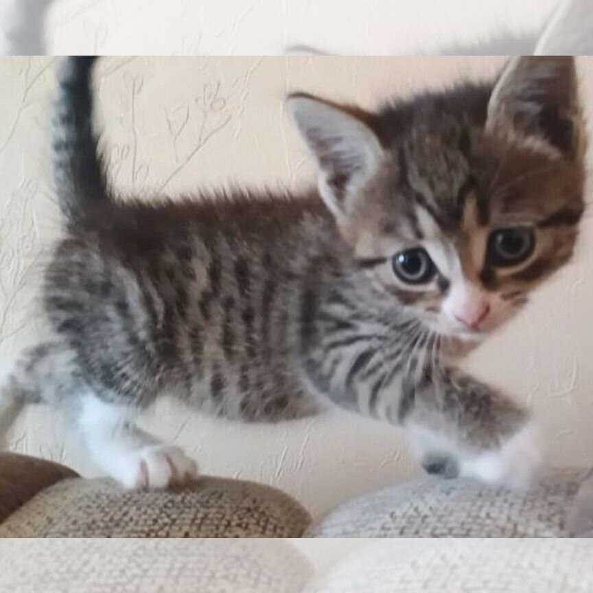 Котята