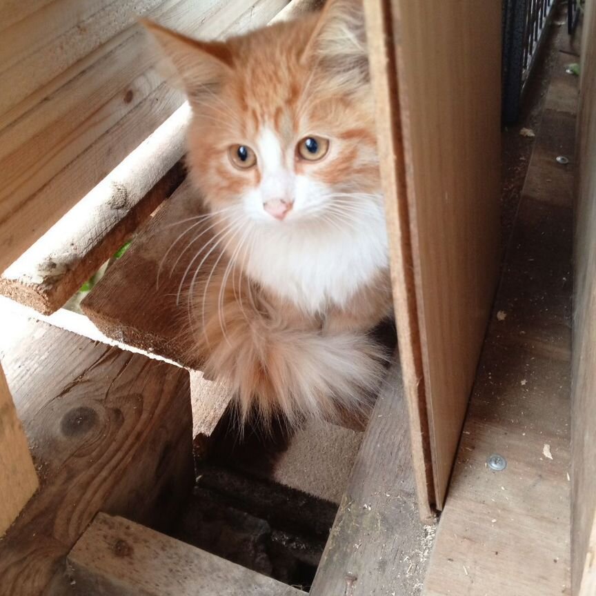 Котята