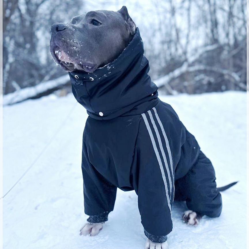 Зимняя одежда для стаффорда