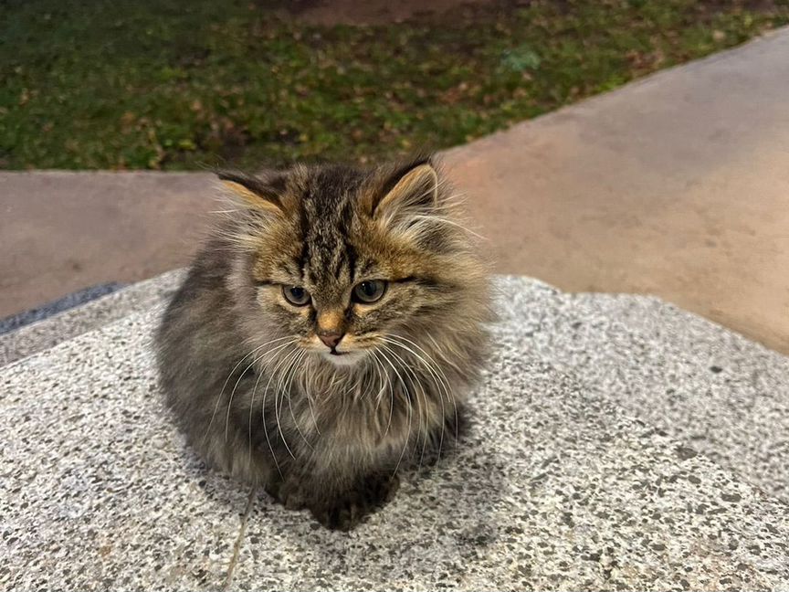 Сибирский котенок