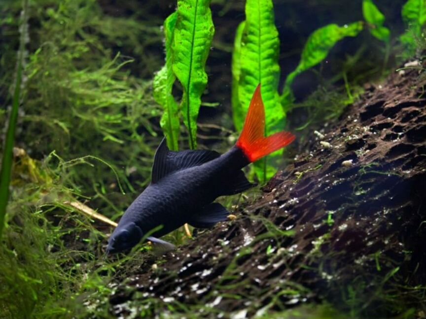 Лабео, Молли