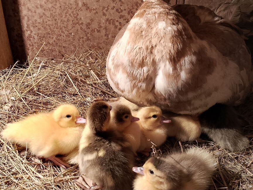 Утята индоутки