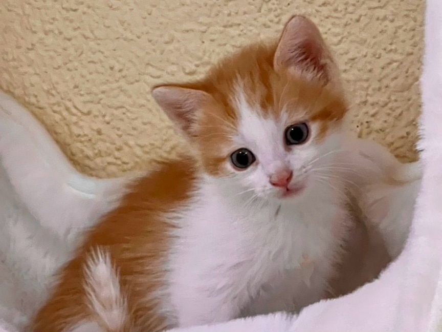 Котёнок 1,5 месяца