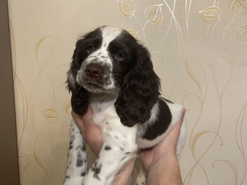 Русский охотничий спаниель щенки