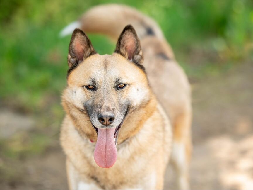 Чудесный парень Лис