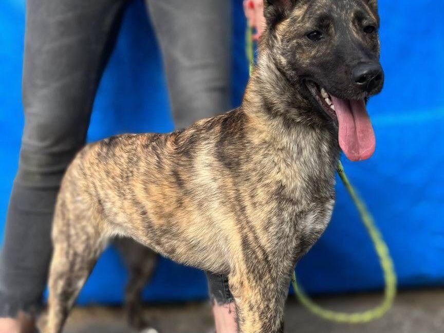 Бельгийская овчарка малинуа