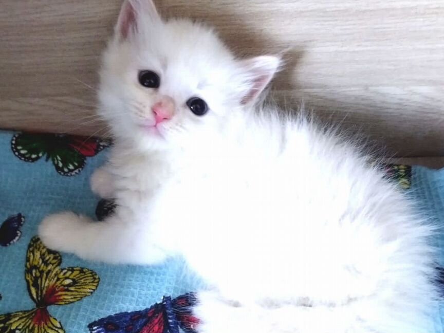 Котята невские маскарадные