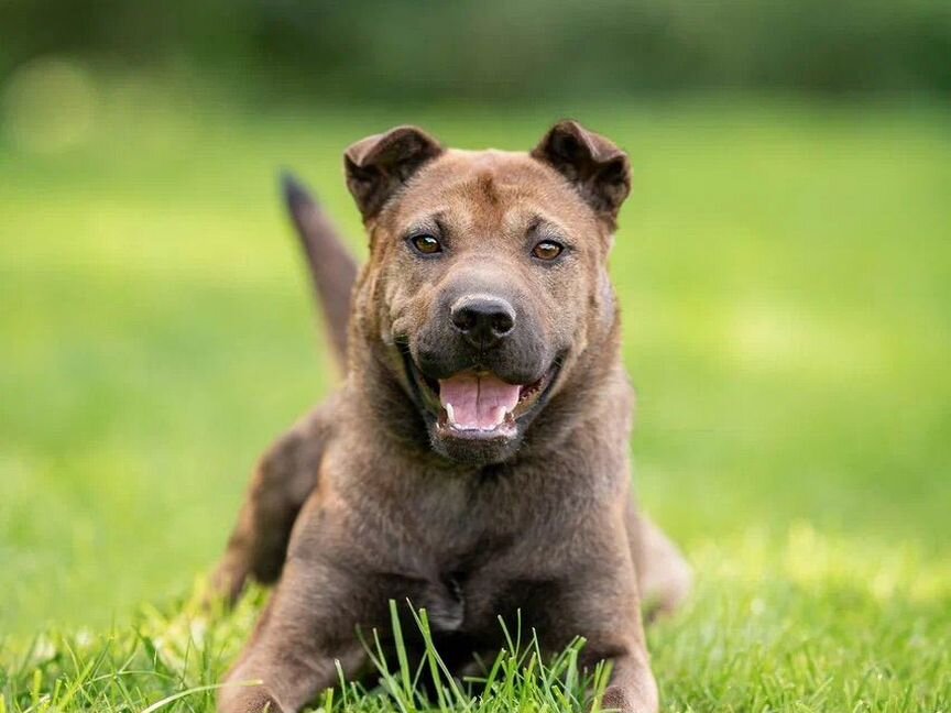 Кэнди метис шарпея 1,5 года