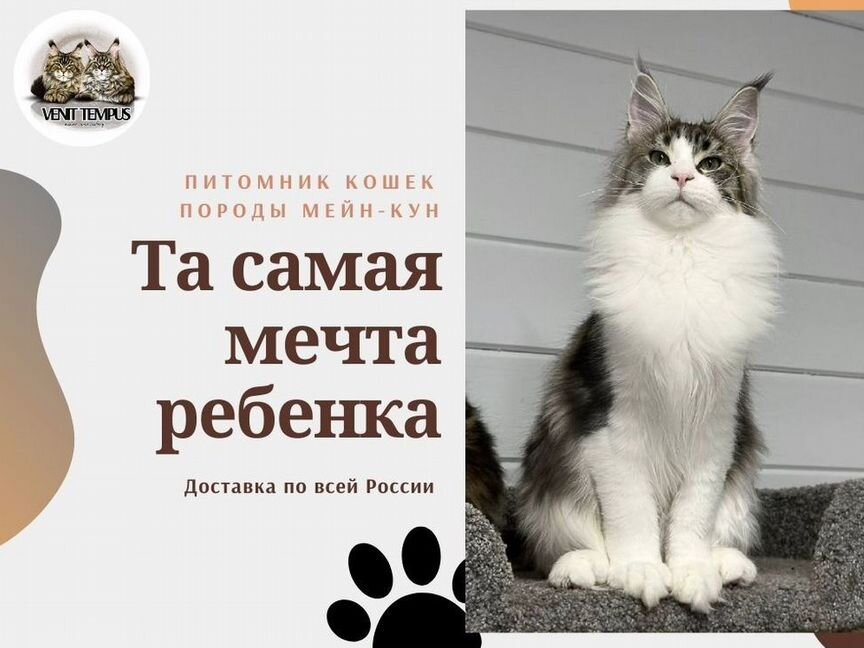 Купить котенка