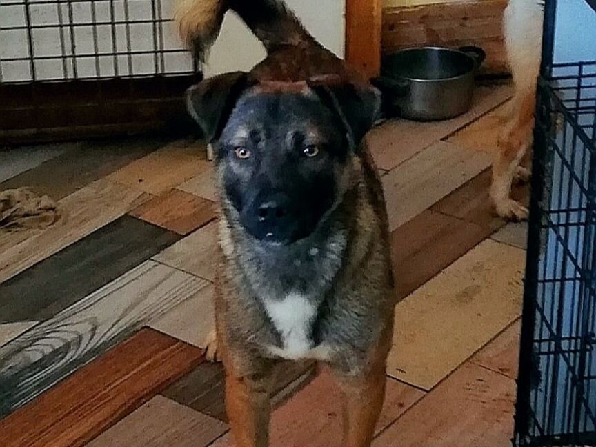 Сторожевая собака