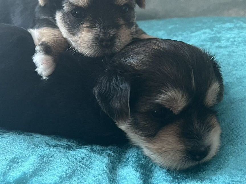 Йорк девочка