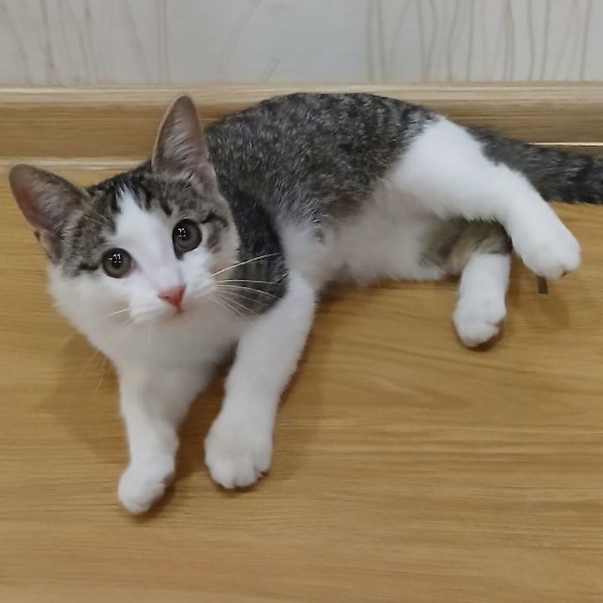 Котёнок в добрые руки