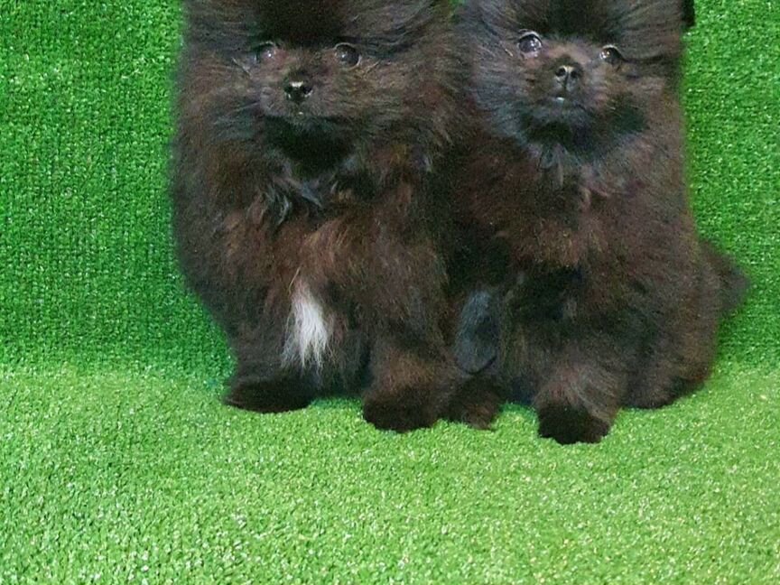 Шпиц