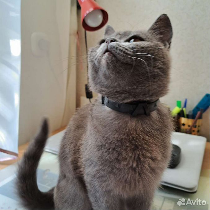 Британский котенок бесплатно