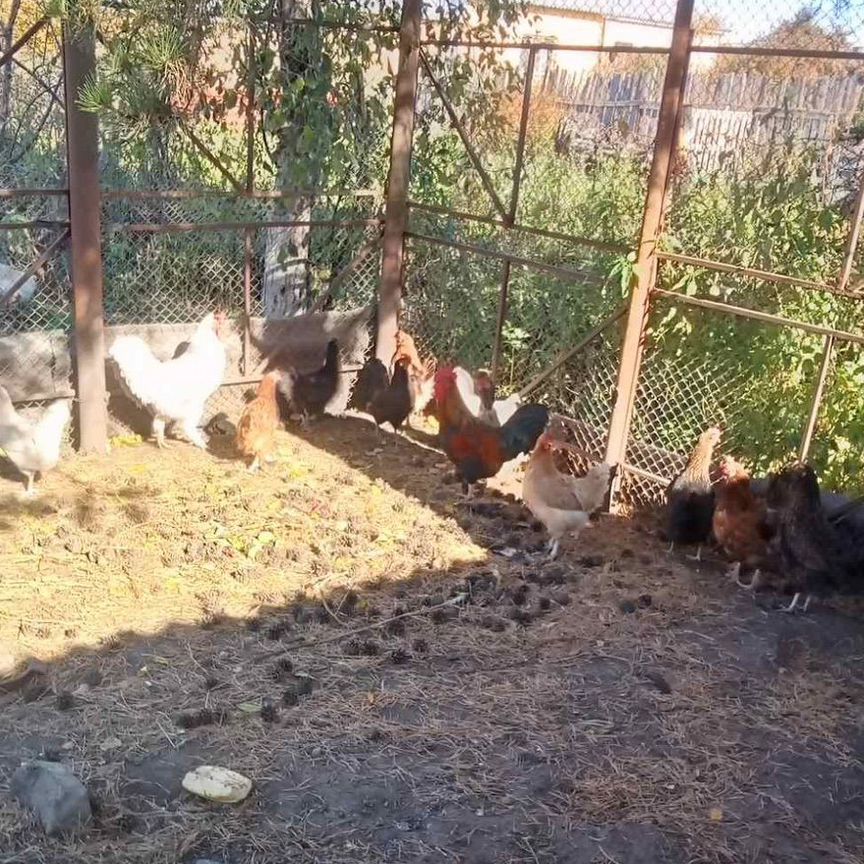 Курица домашняя