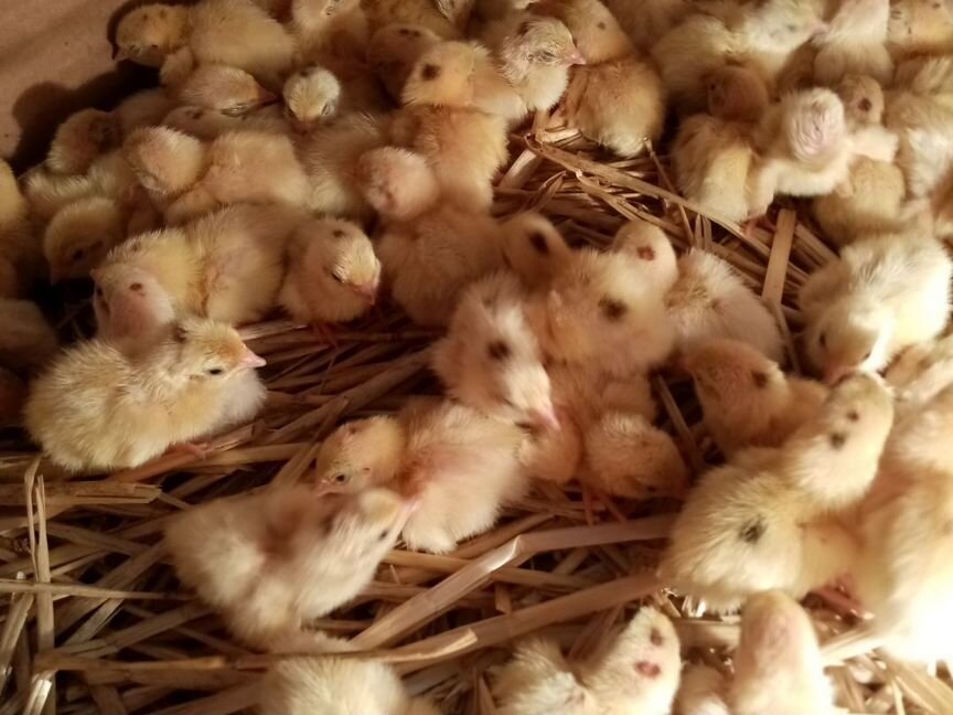Продам перепелов