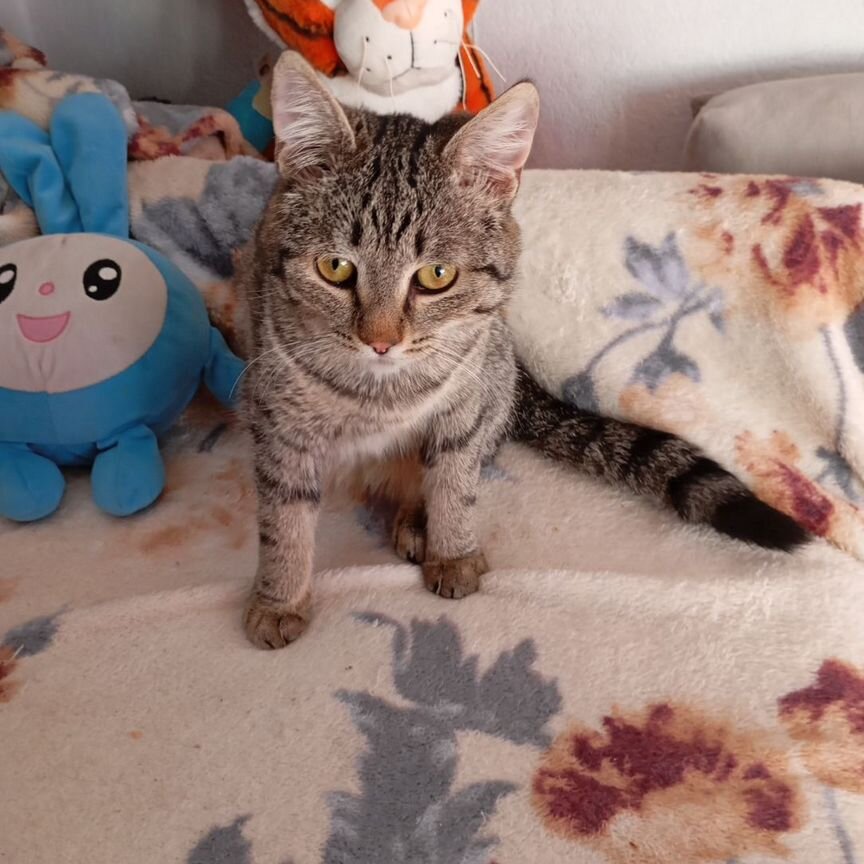 Молоденькая кошечка (до года) ждёт своего хозяина