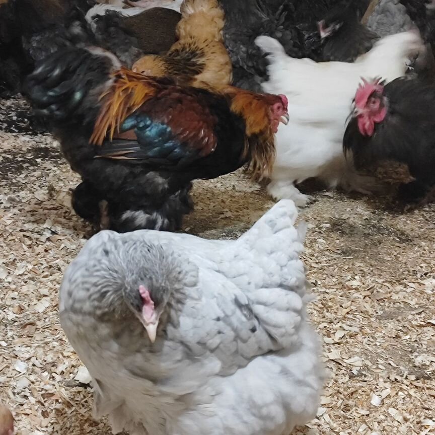 Брама и Кохинхины Породистые Куры и Петухи