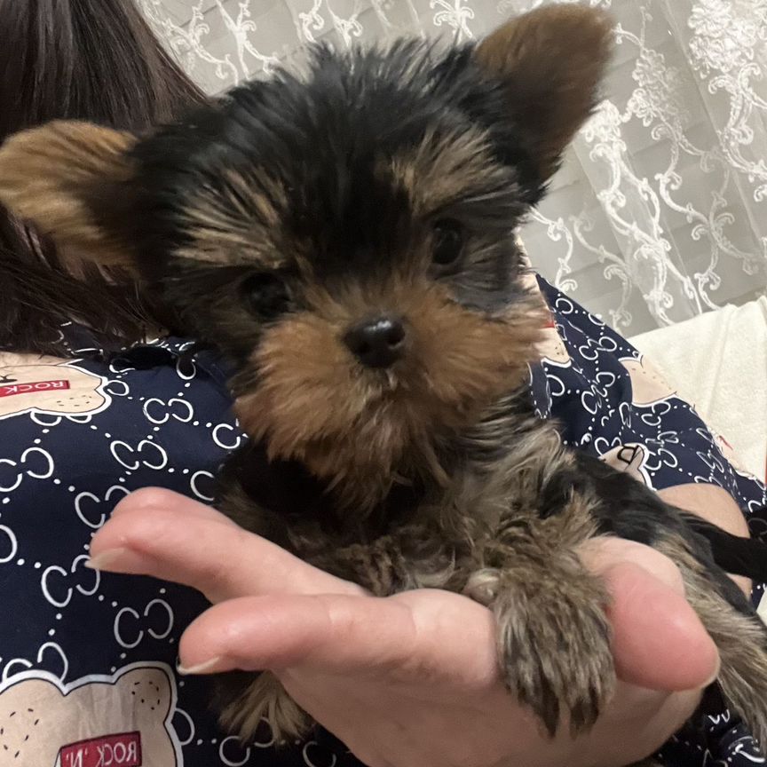 Йоркширский терьер мини беби фейс