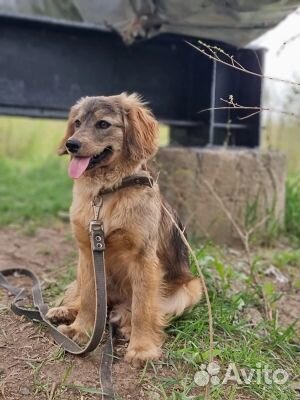 Маленькая собака в добрые руки
