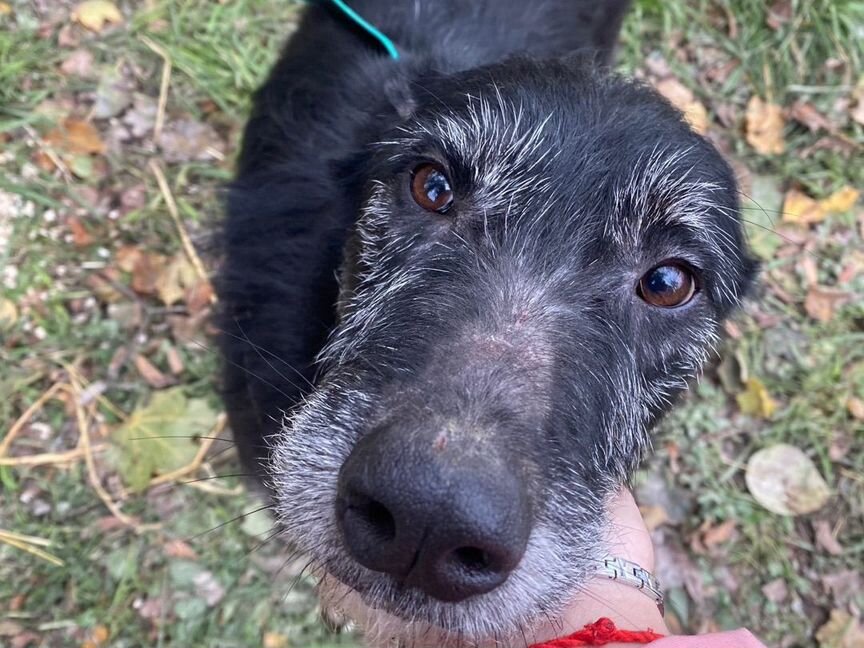 Собака Боря ищет дом