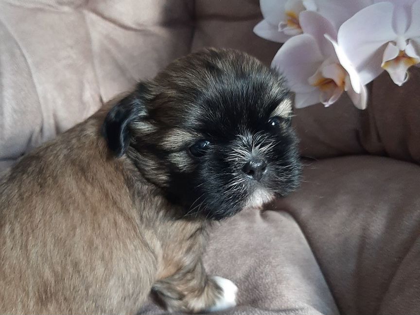 Щенки ши-тцу