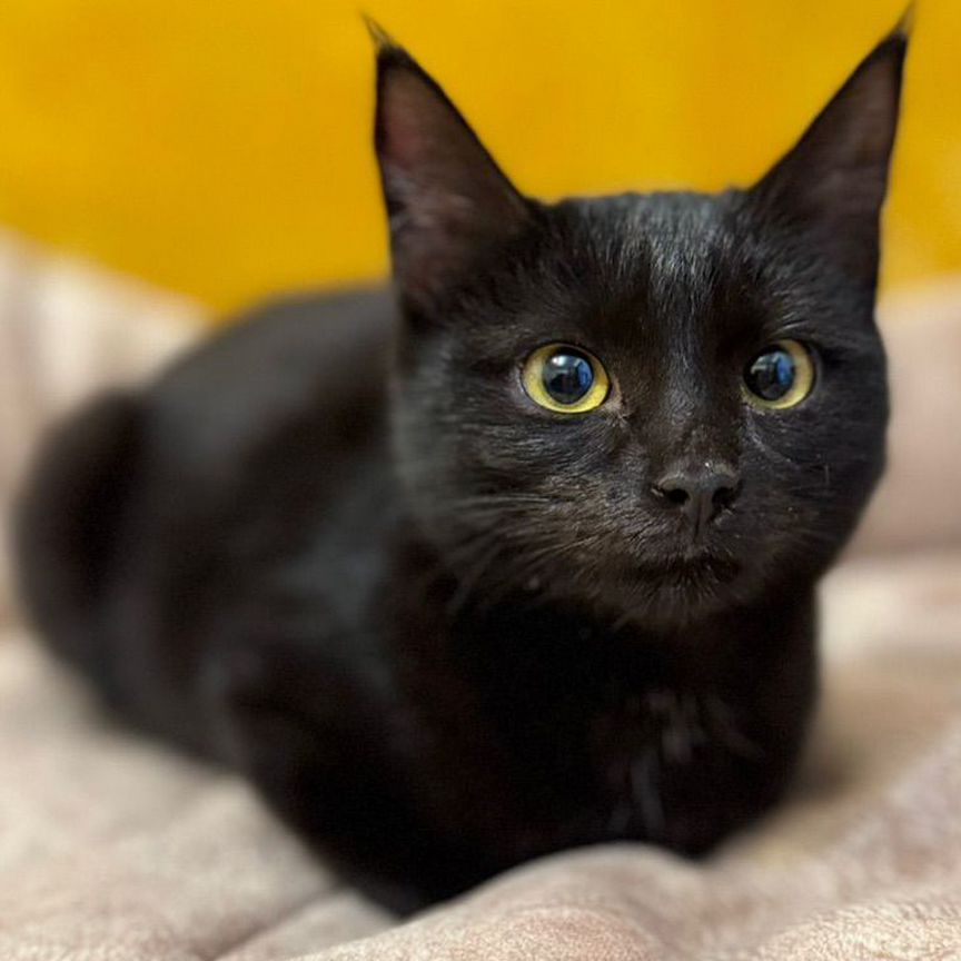 Котенок 4 месяца