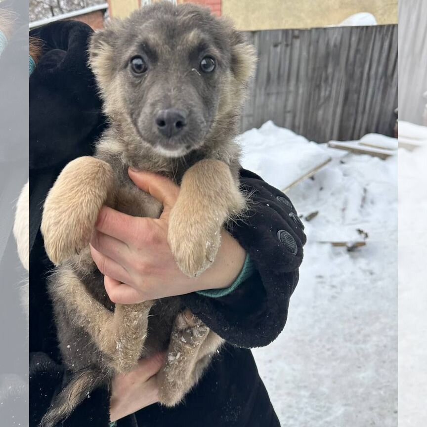 Щенок в добрые руки