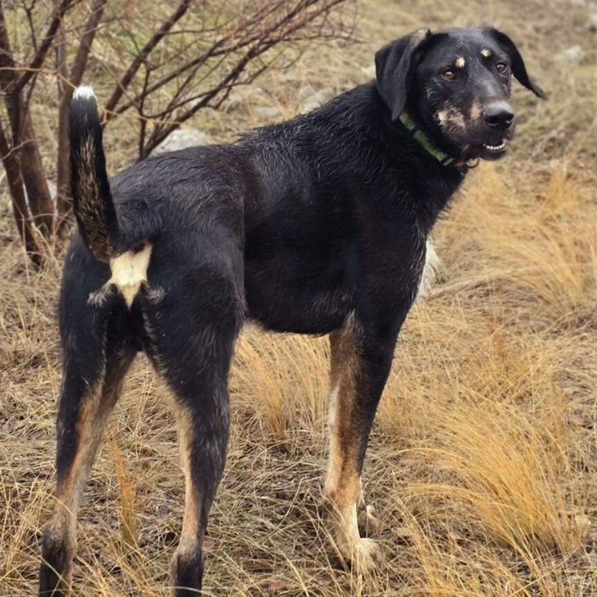 Собака в добрые руки