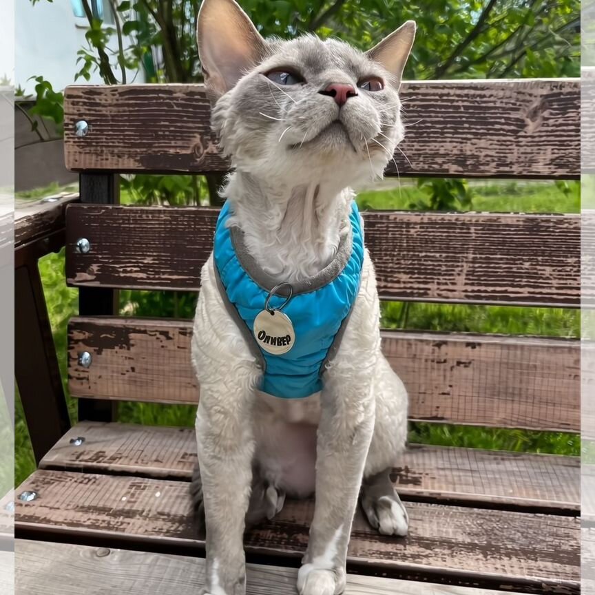 Медальон (адресник) для домашних питомцев