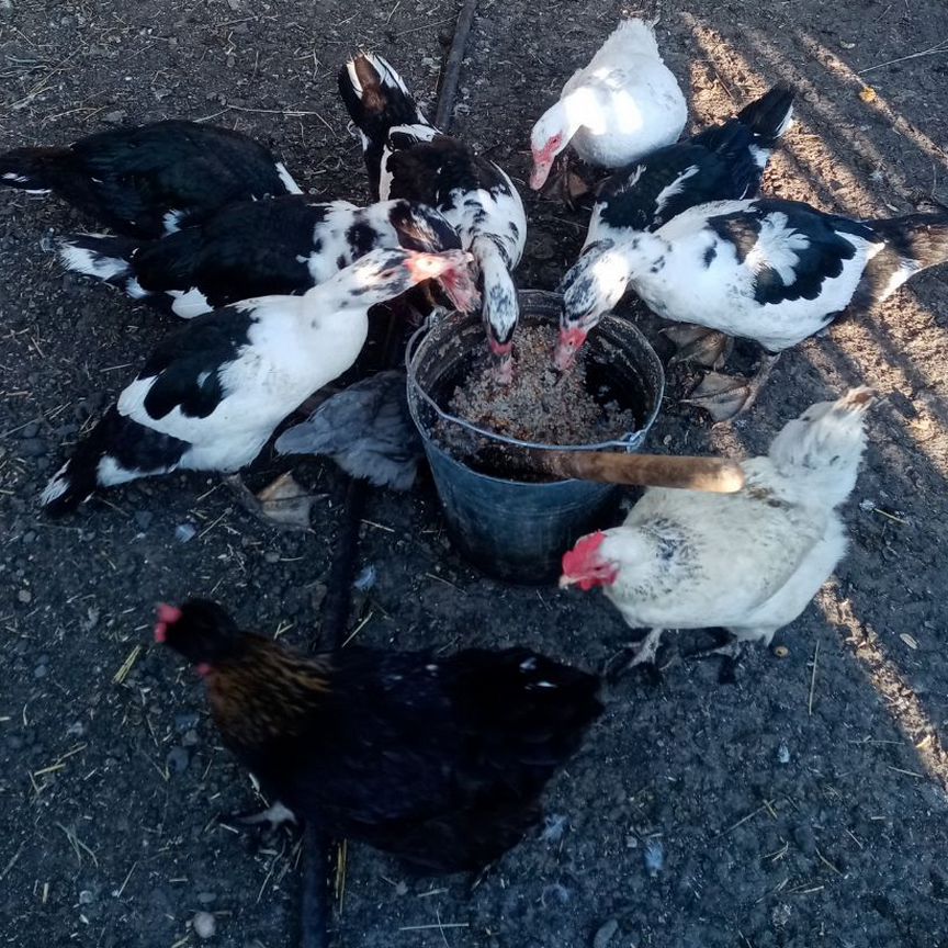 Мускусные утки шипуны