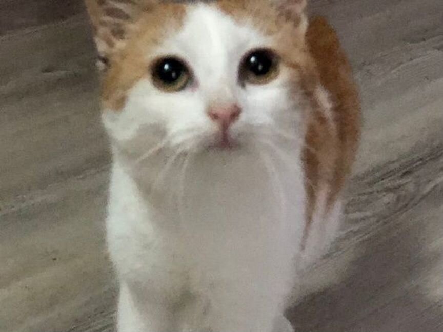 Лучистое солнышко Флора у нас для Вас