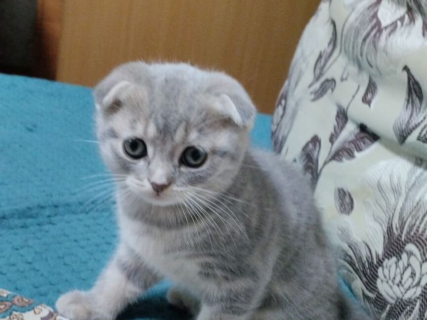 Шотландская вислоухая