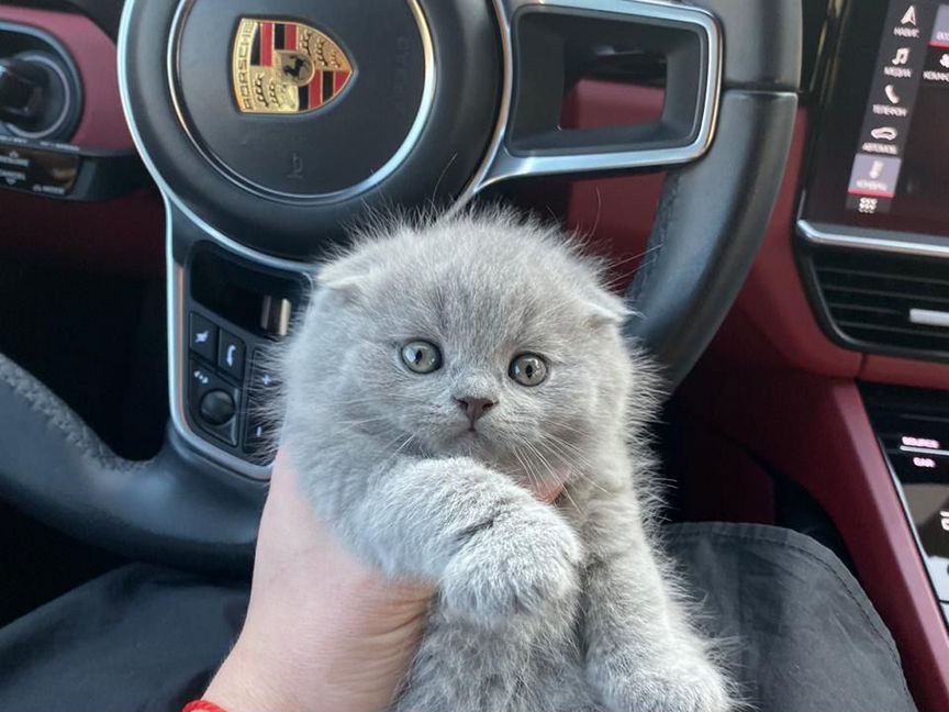 Продаю шотландских котят