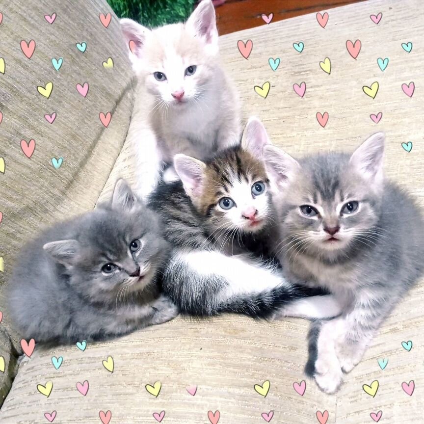Котята ищут любящее сердце
