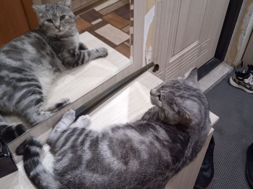 Шикарный кот ищет дом