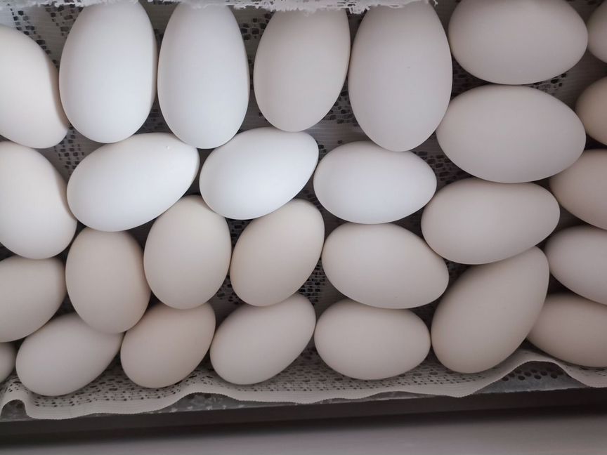 Яйцо домашнее гусиное инкубационное