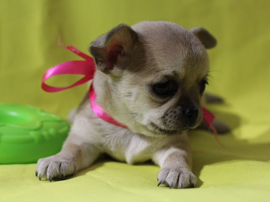 Супер крошки***чихуахуа