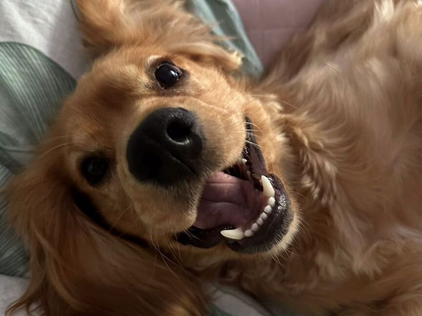 Английский Кокер спаниель,бесплатно