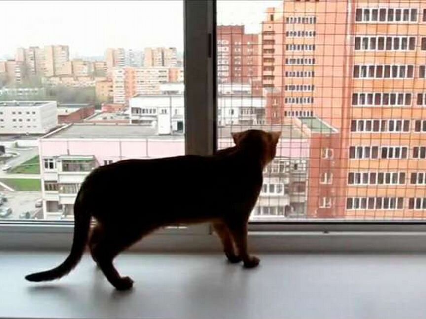 Антикошка - защитная сетка на окно