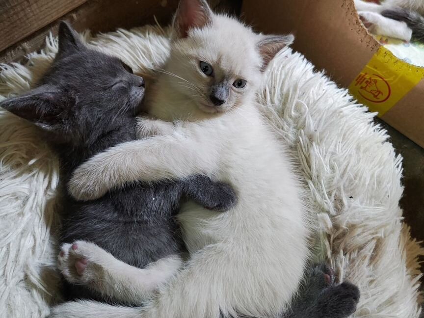 Котята ищут свой Дом