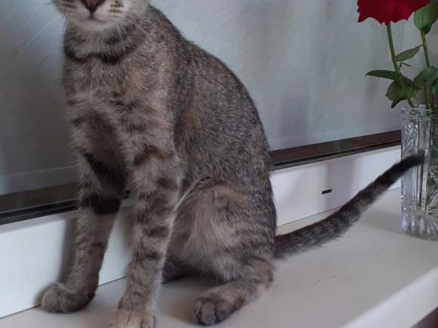 Кошечка стерильная в добрые руки