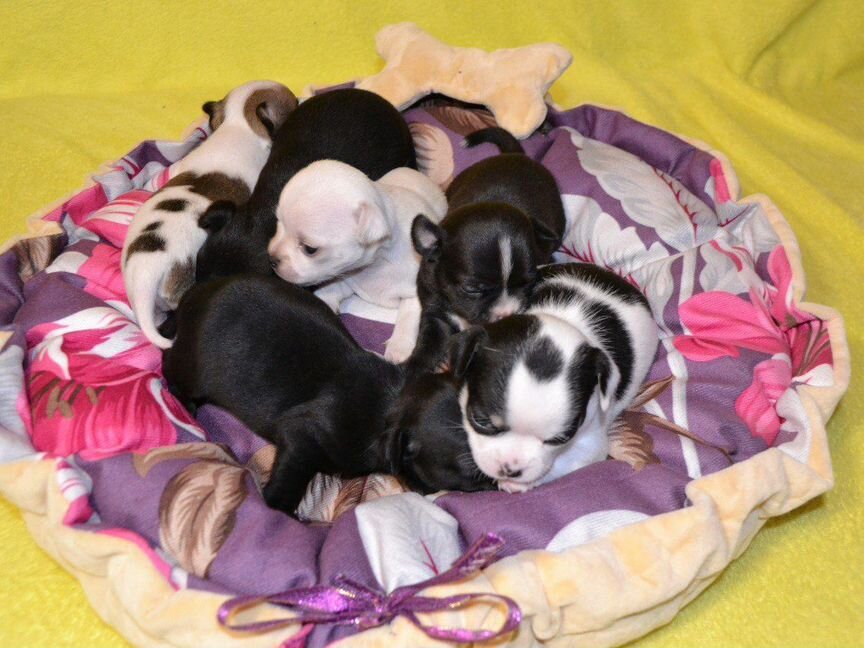 Щенки чихуахуа