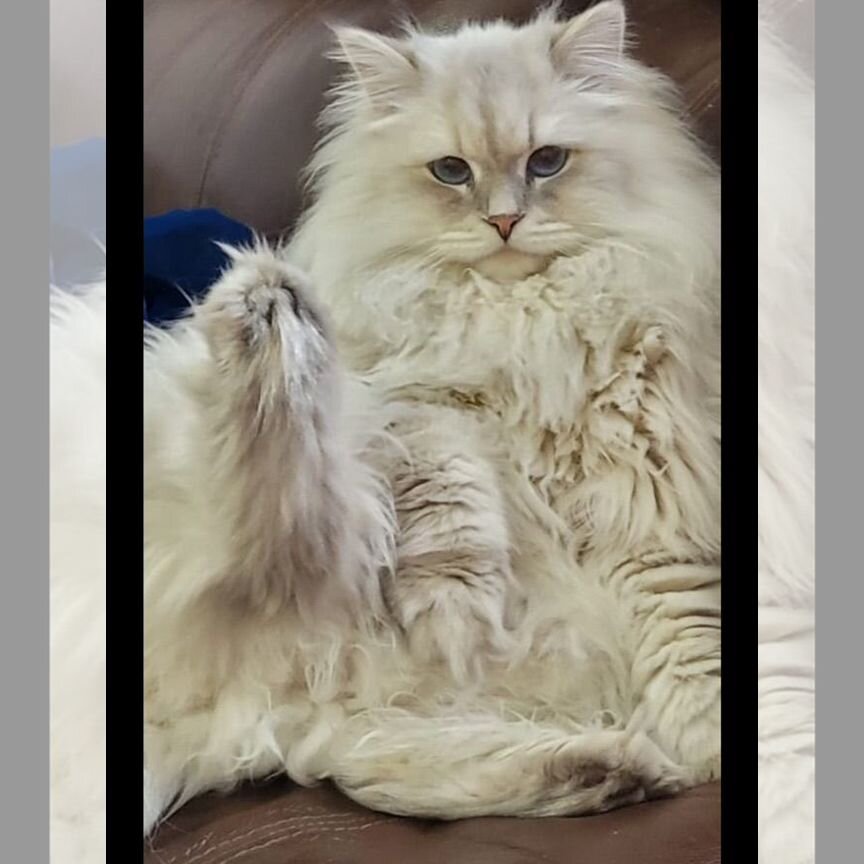 Невский маскарадный кот