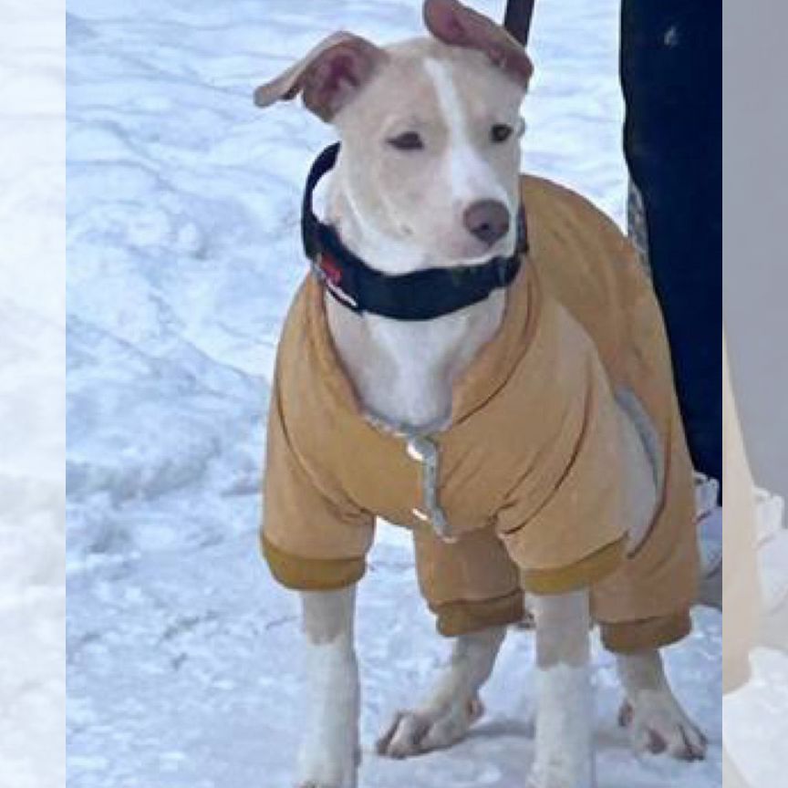 Американский стаффордширский терьер, щенок