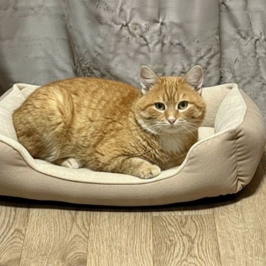 Взрослый кот в добрые руки