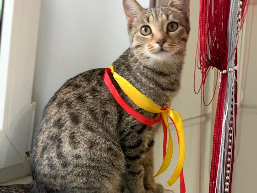 Кошечка Настя в семью