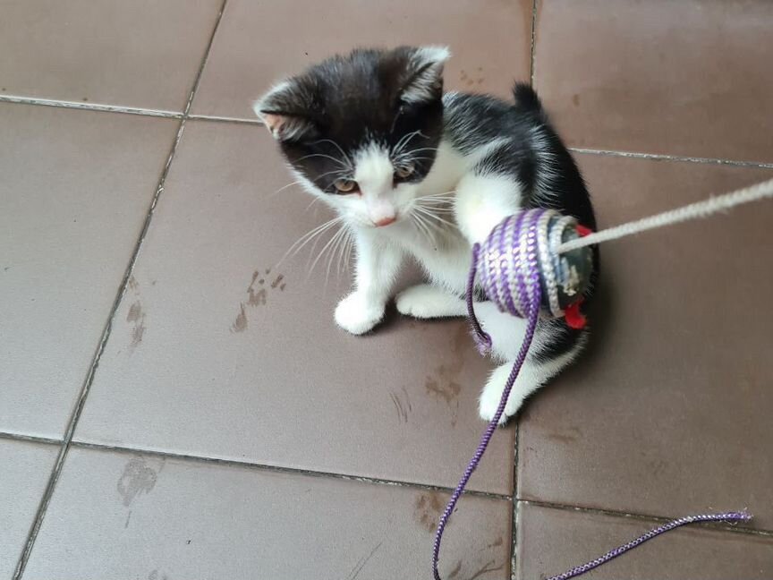 Кот кошка котик котенок