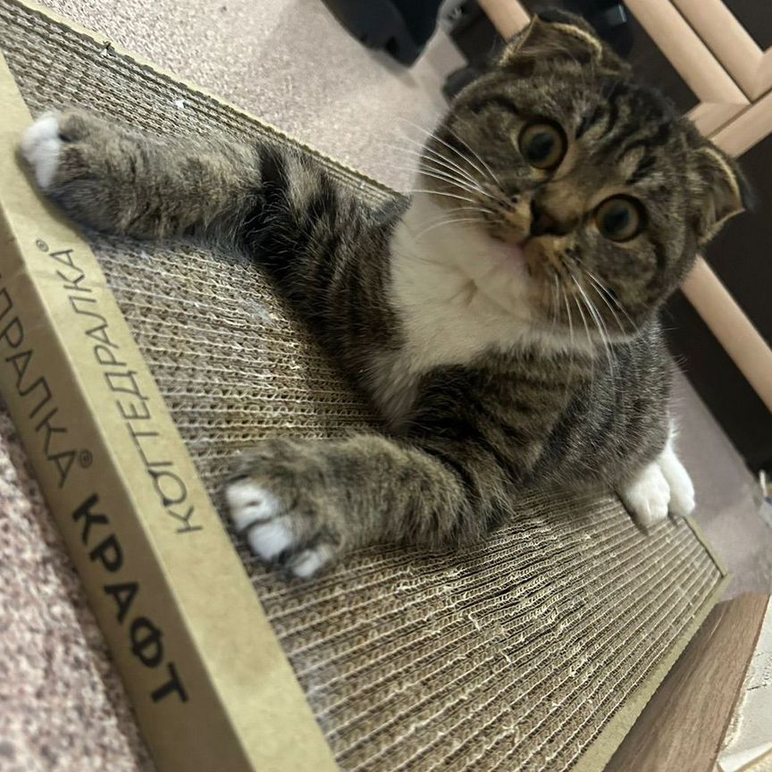 Шотландский котенок