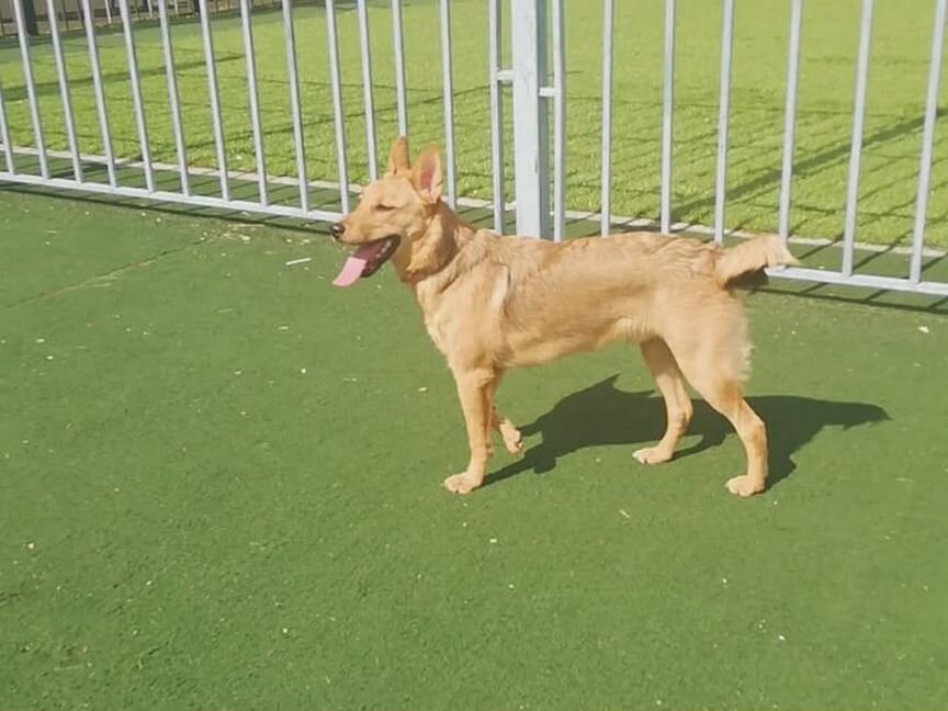 Очень добрый и хороший друг для вас и детей